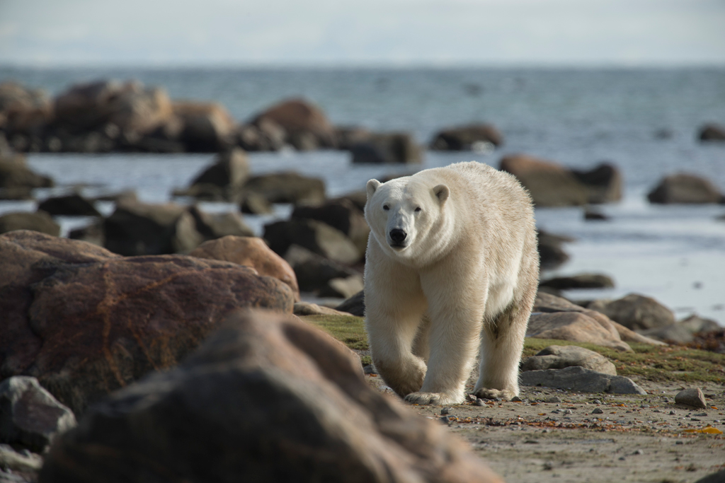 If you want to see polar bears in the summer, we have to start early