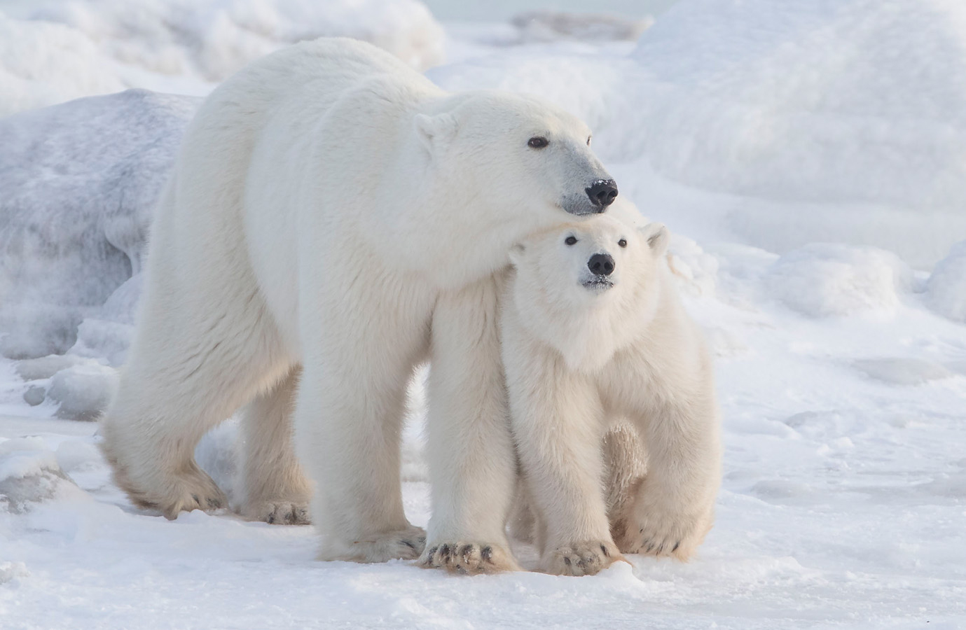 Christmas. A Polar Bear Family Album. | Churchill Wild Polar Bear Tours