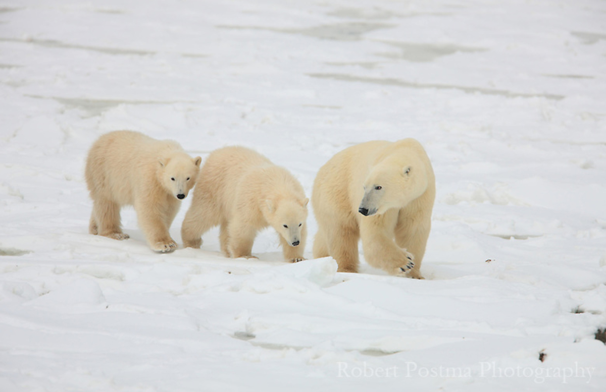 Christmas. A Polar Bear Family Album. | Churchill Wild Polar Bear Tours