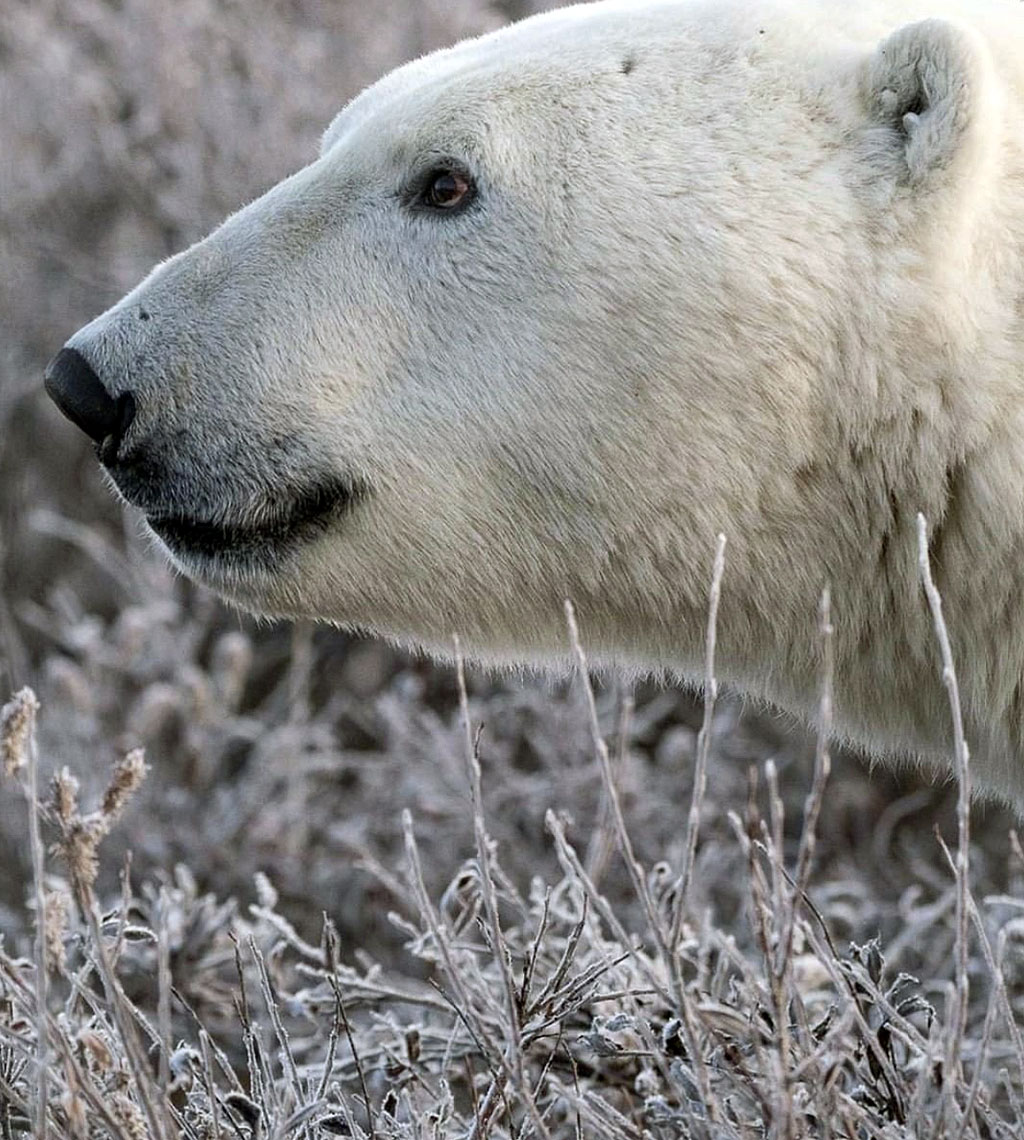 Fall Polar Bear Safari Photo Album | Churchill Wild